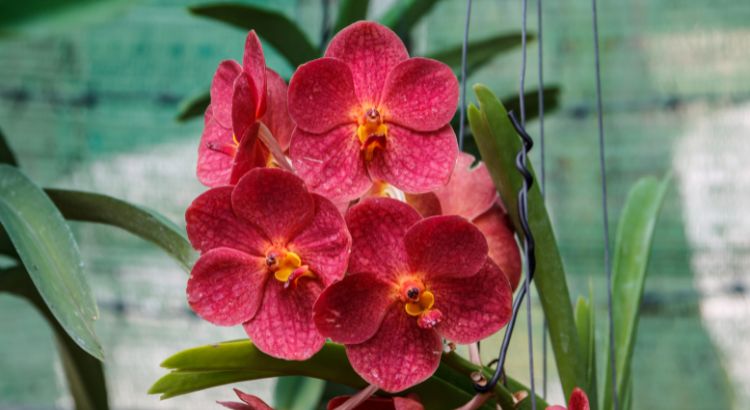 Descubre todo sobre las orquídeas - Orquideando